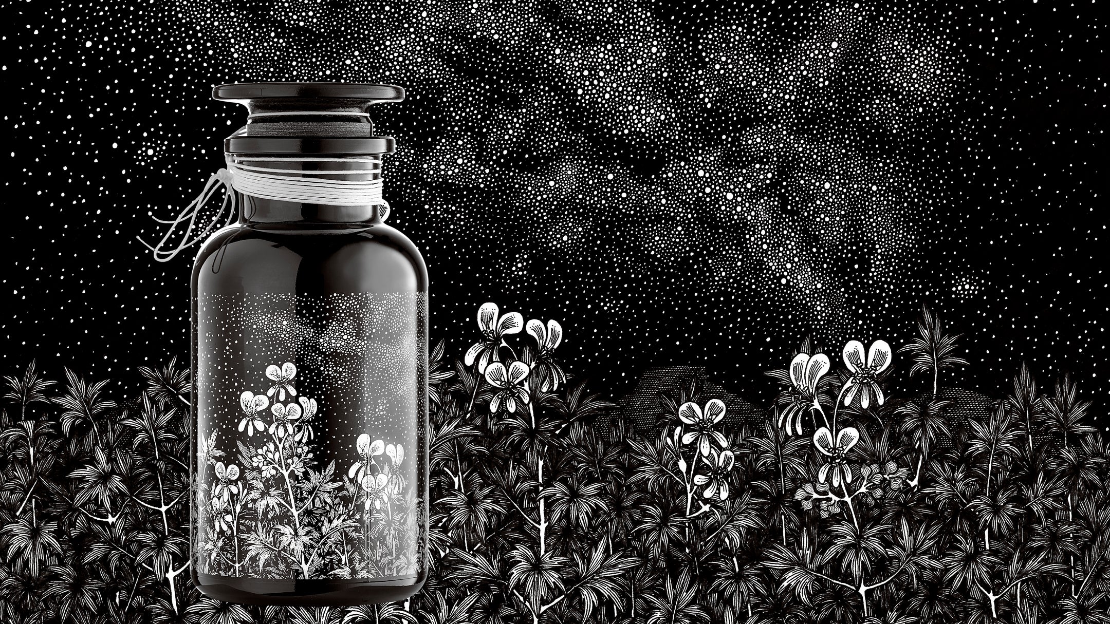 Wild Olive Artisans ZA